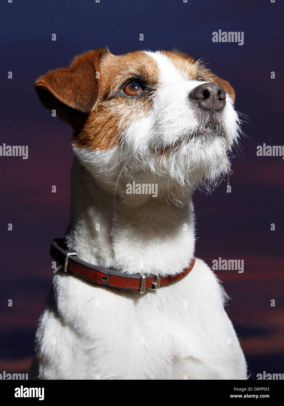 A portrait of a terrier dog Stock Photo - Alamy