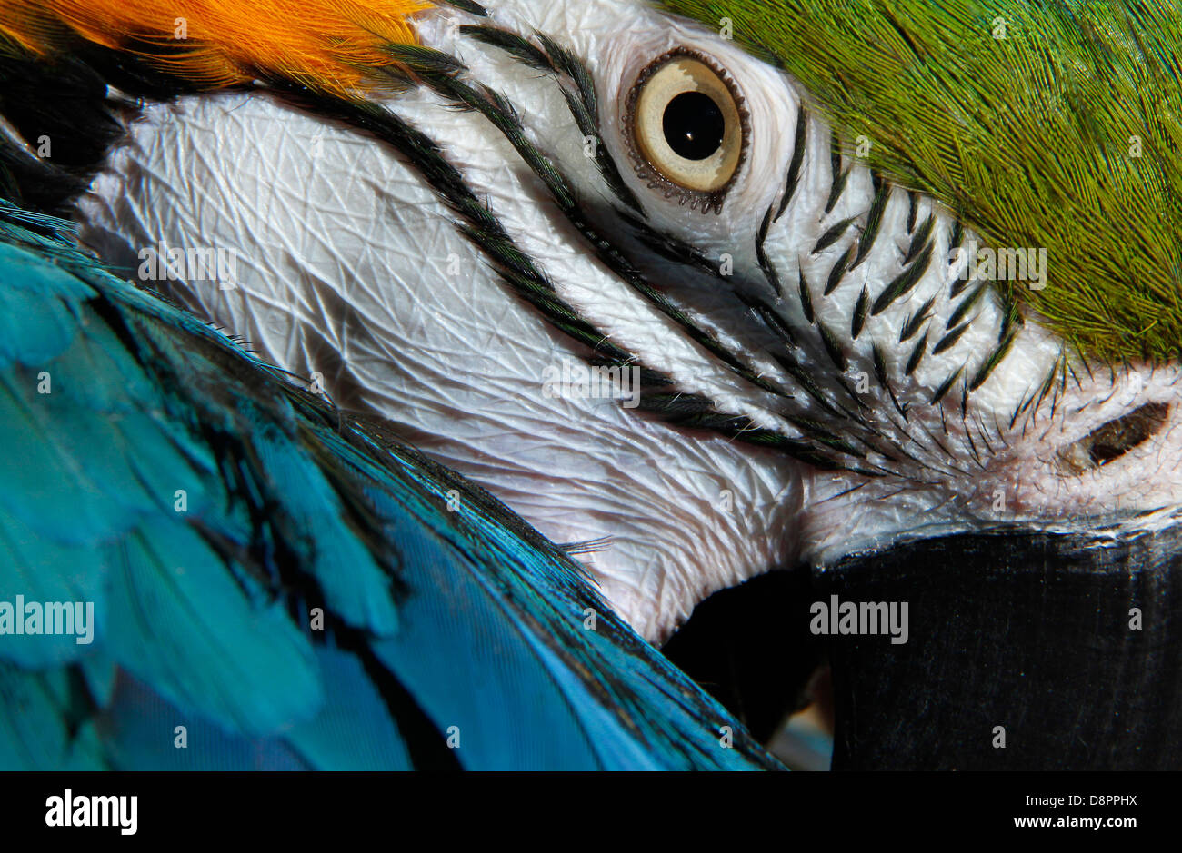 A close up portrait of a parrot Stock Photo - Alamy