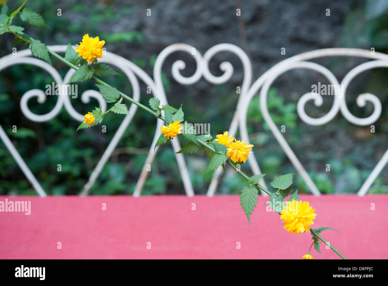 Yellow flowering vine Stock Photo - Alamy