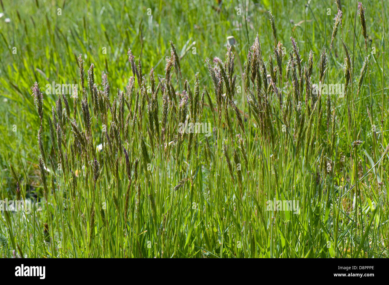 Sweet vernal grass, Anthoxanthum odoratum, flowering in a mixed grass ...