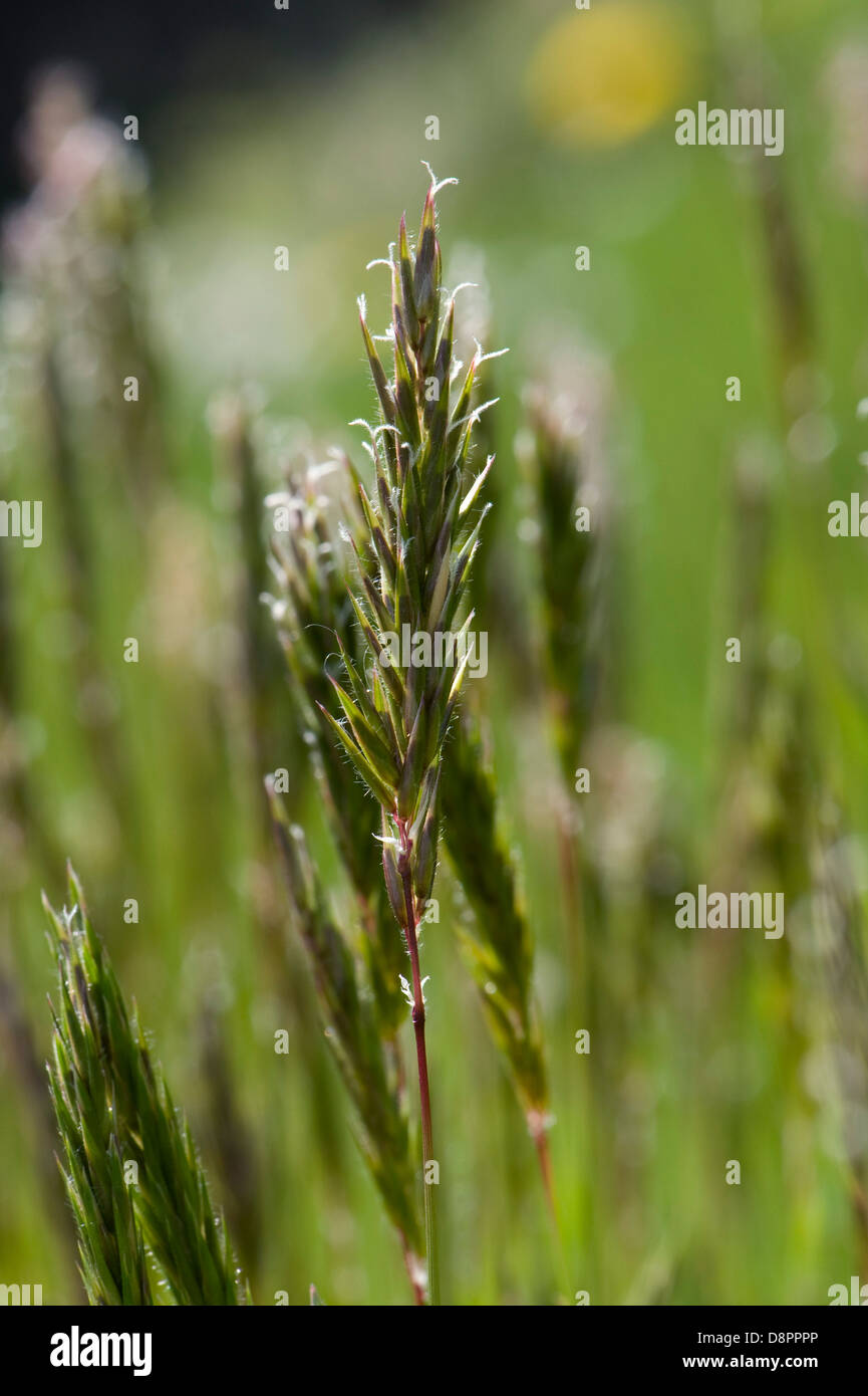 Sweet vernal grass, Anthoxanthum odoratum, flowering Stock Photo - Alamy