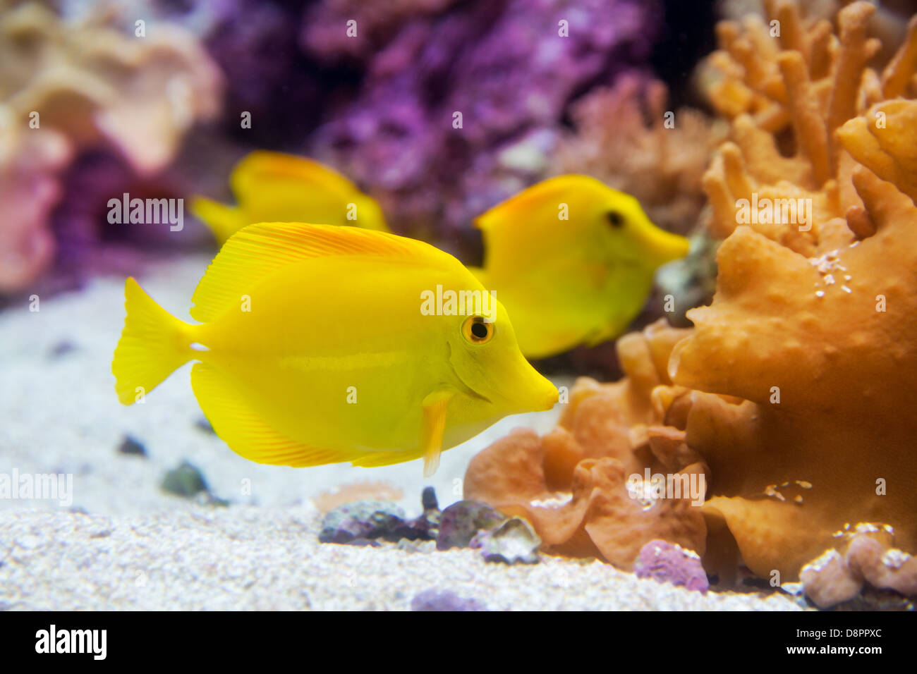 yellow tang fish Zebrasoma flavesenes on artificial reef Stock Photo ...