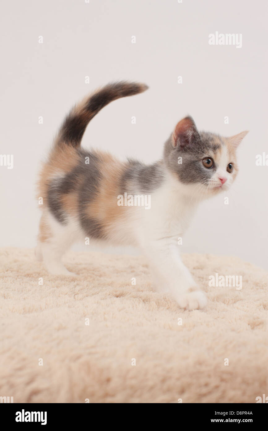 Cat bushy tail hi-res stock photography and images - Alamy