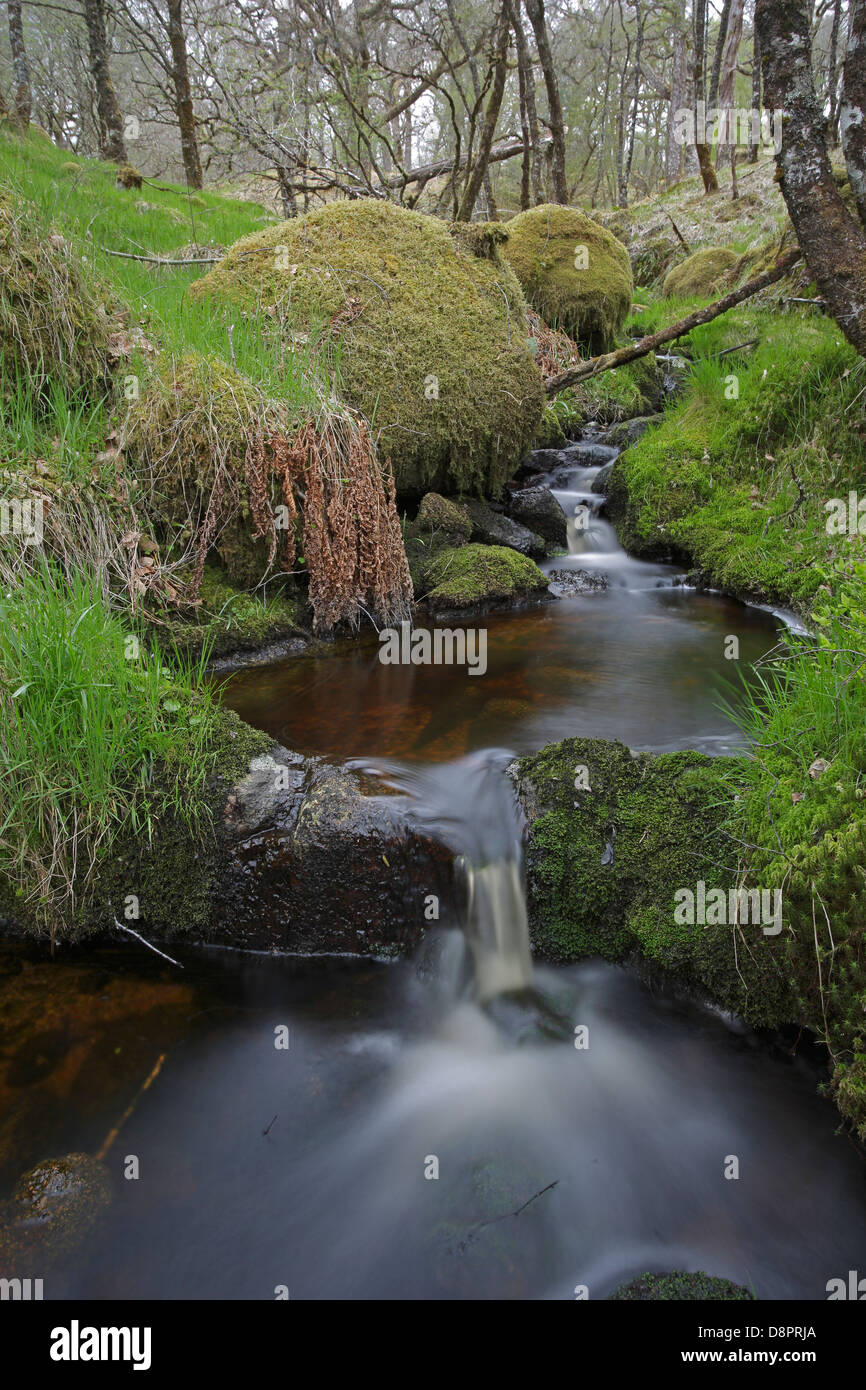 Image of the Ariundle Forest on Ardnamurchan Stock Photo - Alamy