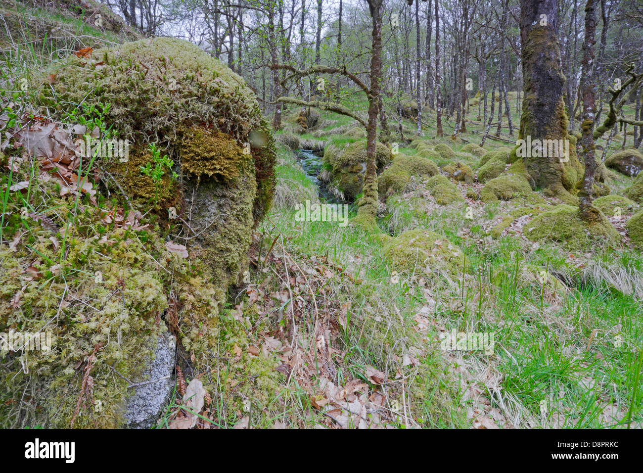 Image of the Ariundle Forest on Ardnamurchan Stock Photo - Alamy