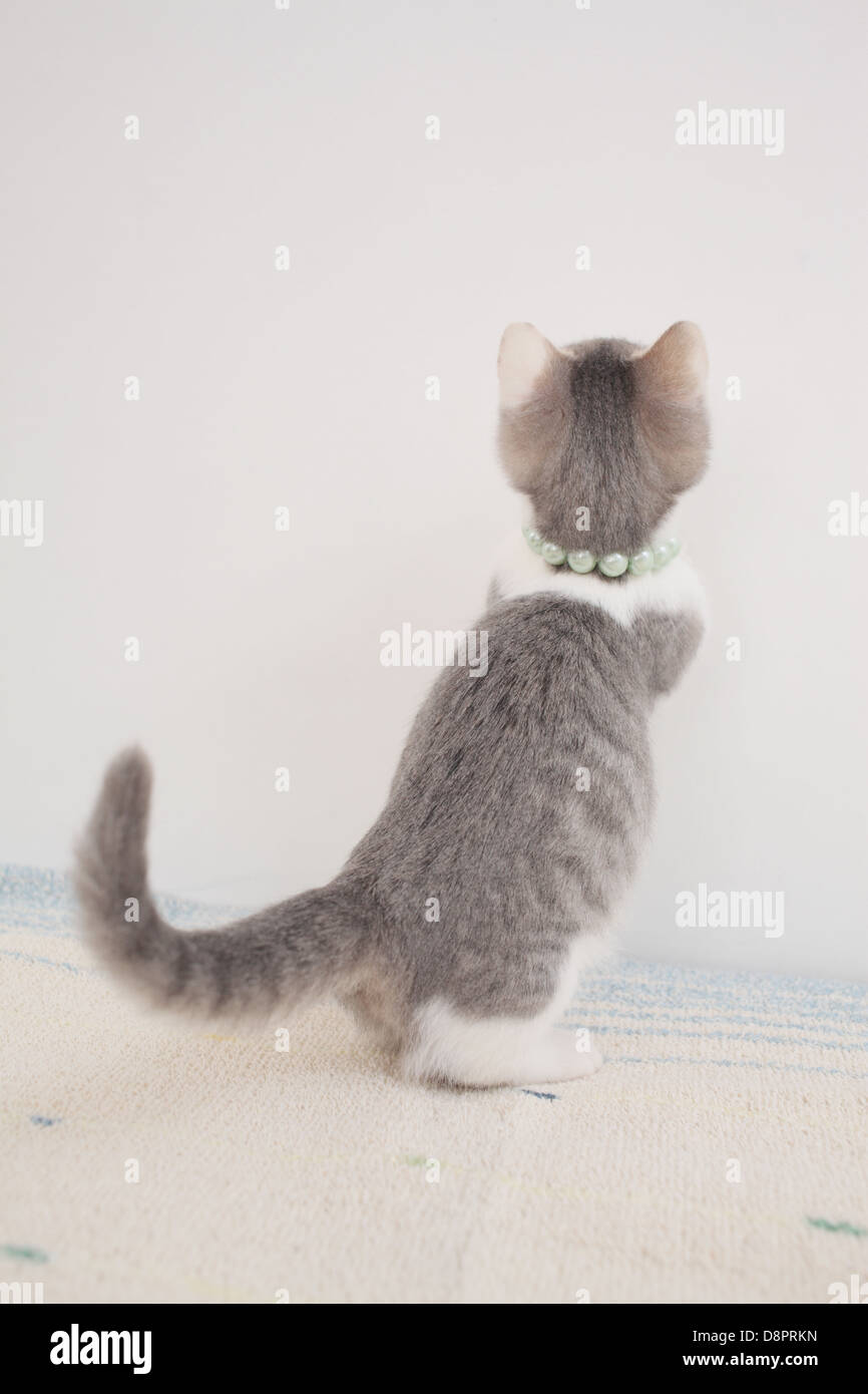 Cat bending hi-res stock photography and images - Alamy