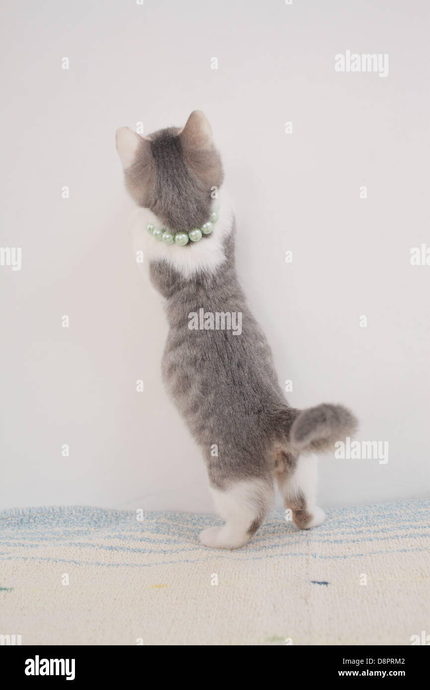 Cat rear view hi-res stock photography and images - Alamy