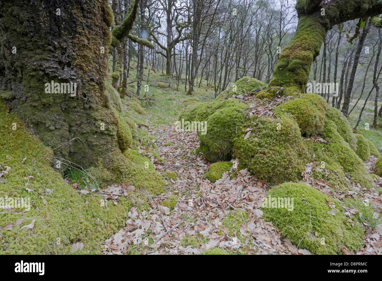 Image of the Ariundle Forest on Ardnamurchan Stock Photo - Alamy