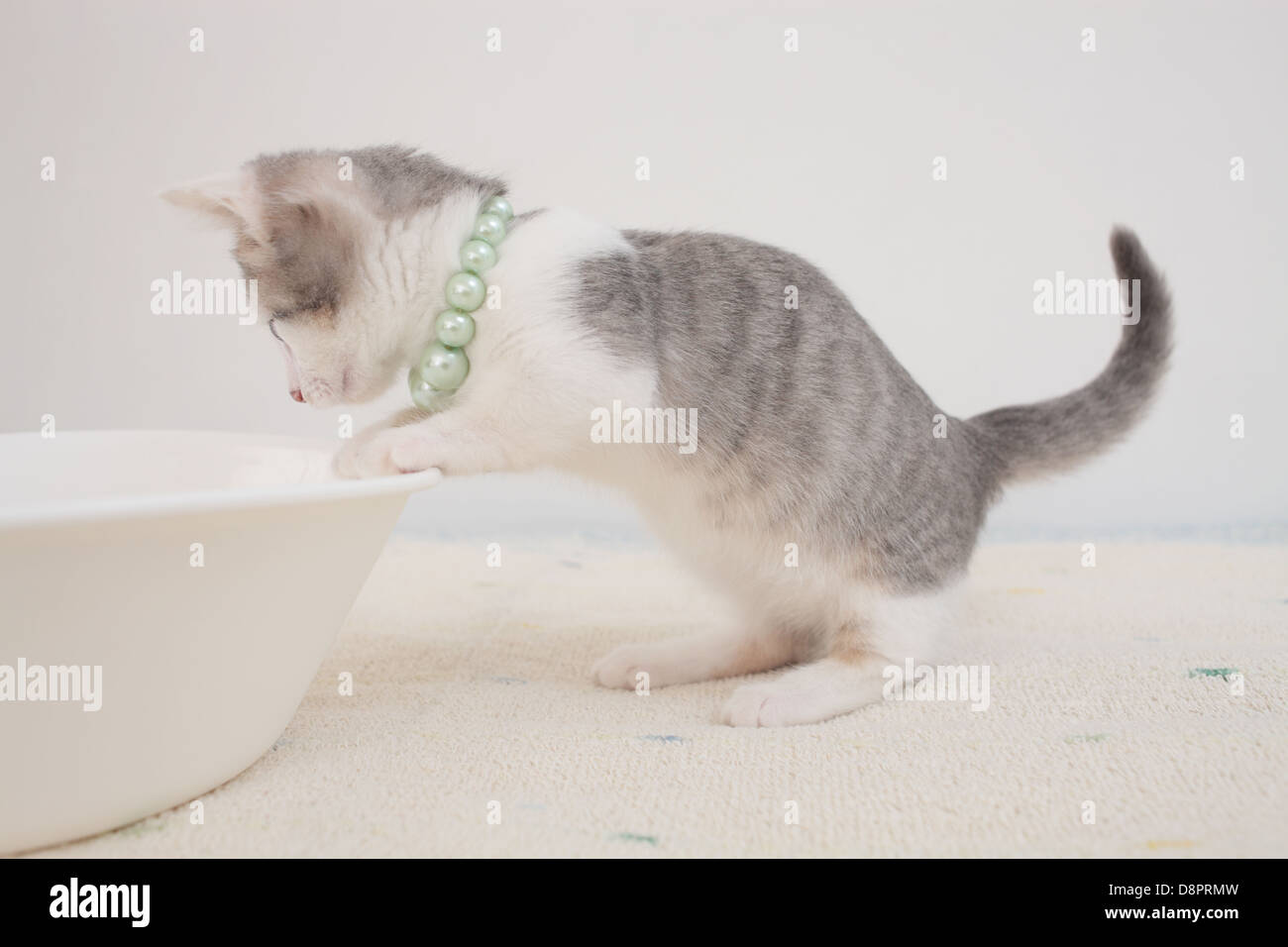 Cat bending hi-res stock photography and images - Alamy