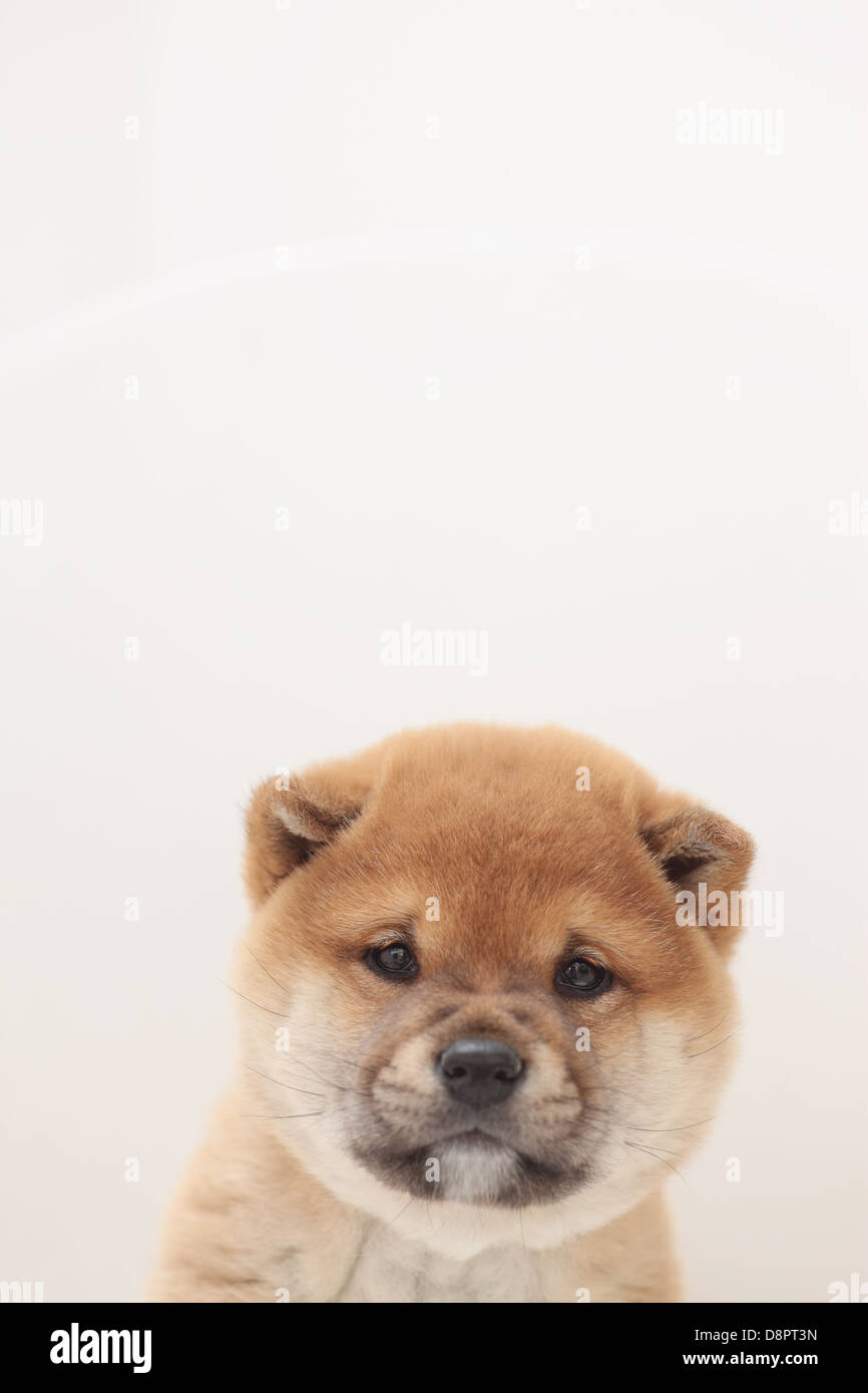 Dog side face shiba hi-res stock photography and images - Alamy