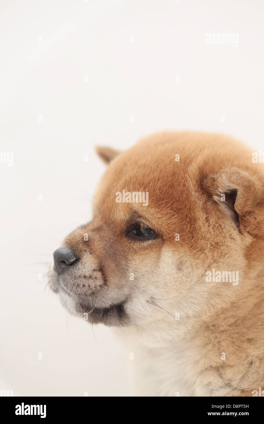 Dog side face shiba hi-res stock photography and images - Alamy