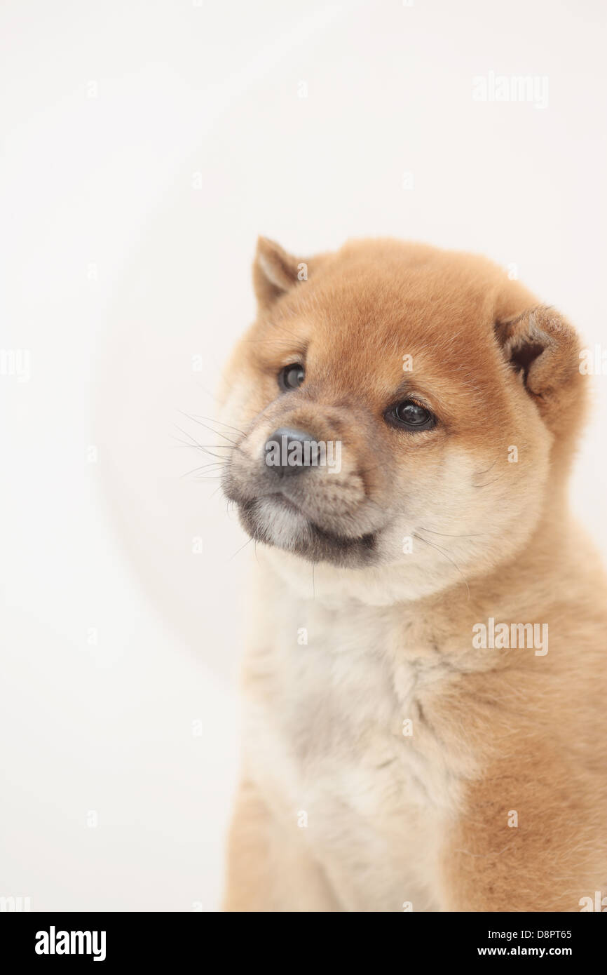 Shiba Side Profile High Resolution Stock Photography and Images - Alamy
