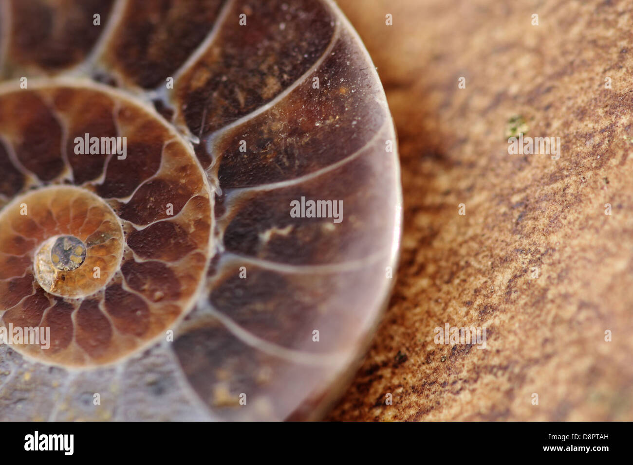 Ammonite Shell High Resolution Stock Photography and Images - Alamy