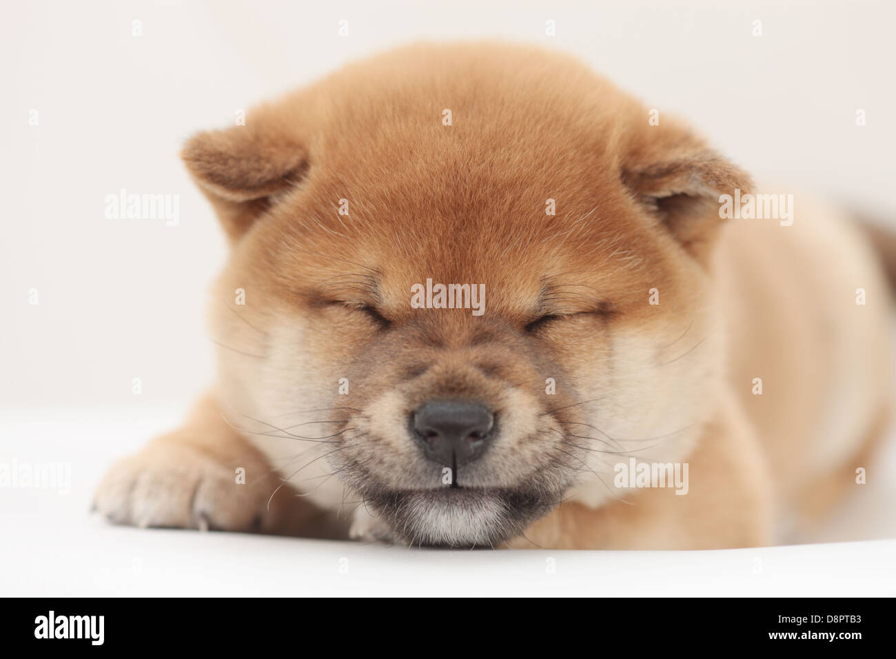 Sleeping shiba inu hi-res stock photography and images - Alamy