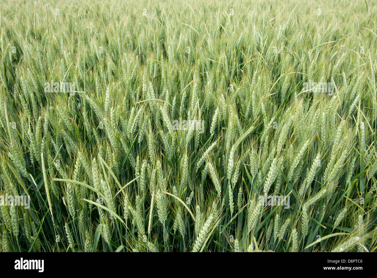 Wheats backgrounds hi-res stock photography and images - Alamy