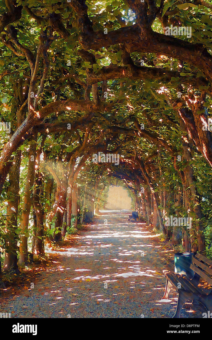 A tree alley featuring gnarly trees creates a natural tunnel, with sun ...