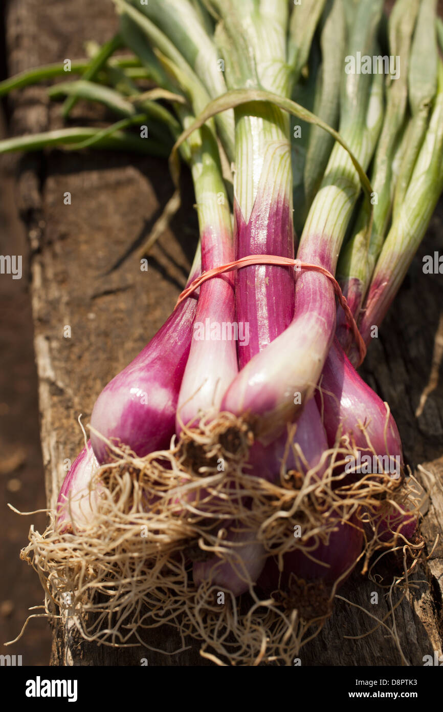 Red spring onions hi-res stock photography and images - Alamy