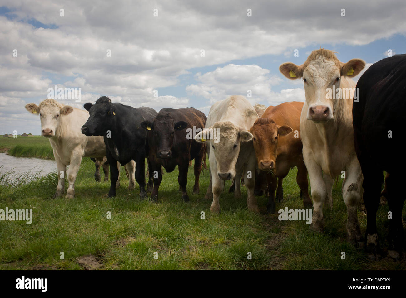 Different breeds of young curious bulls in a grazing marshland meadow ...