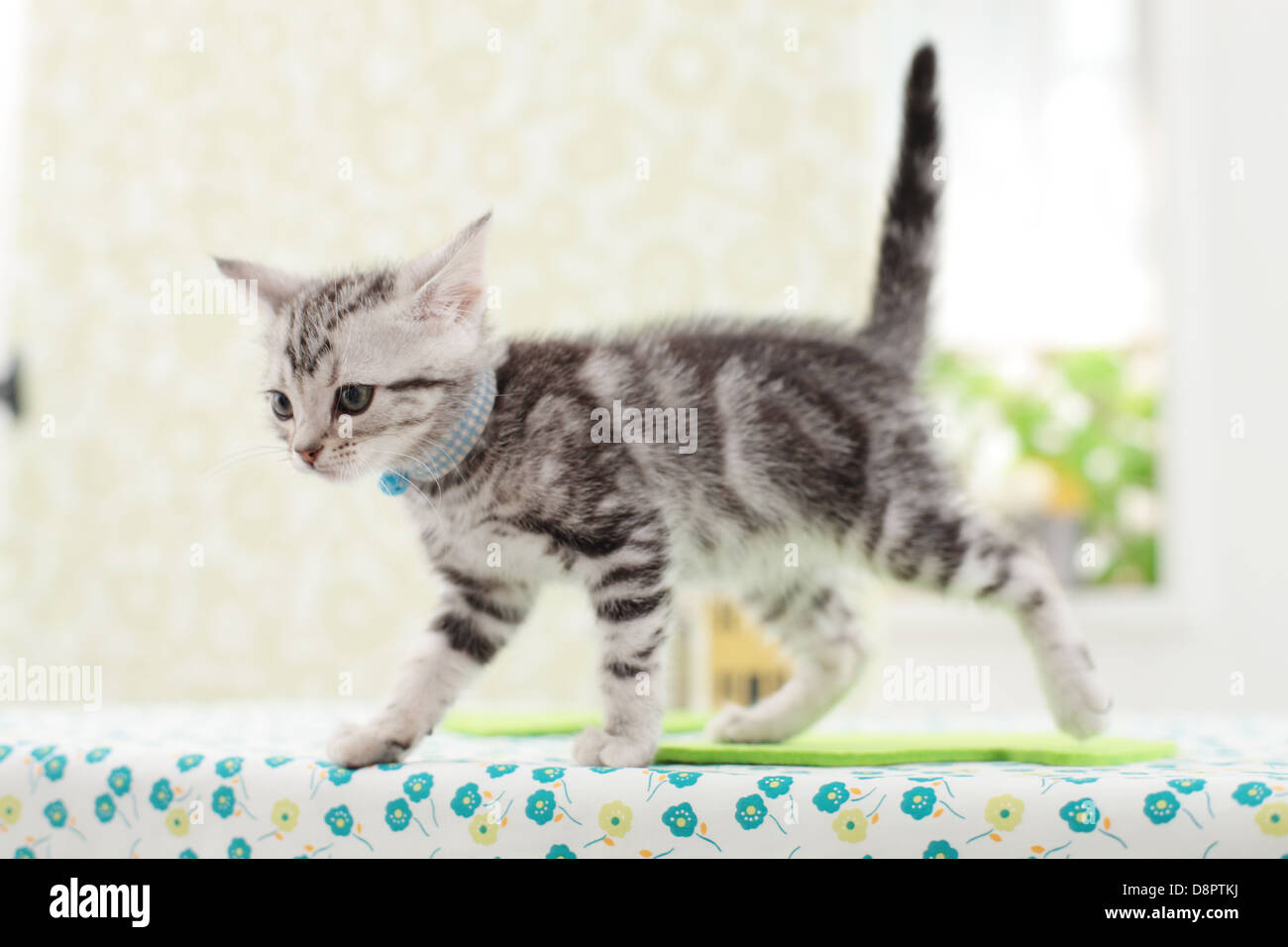 Bristling Cat High Resolution Stock Photography and Images - Alamy