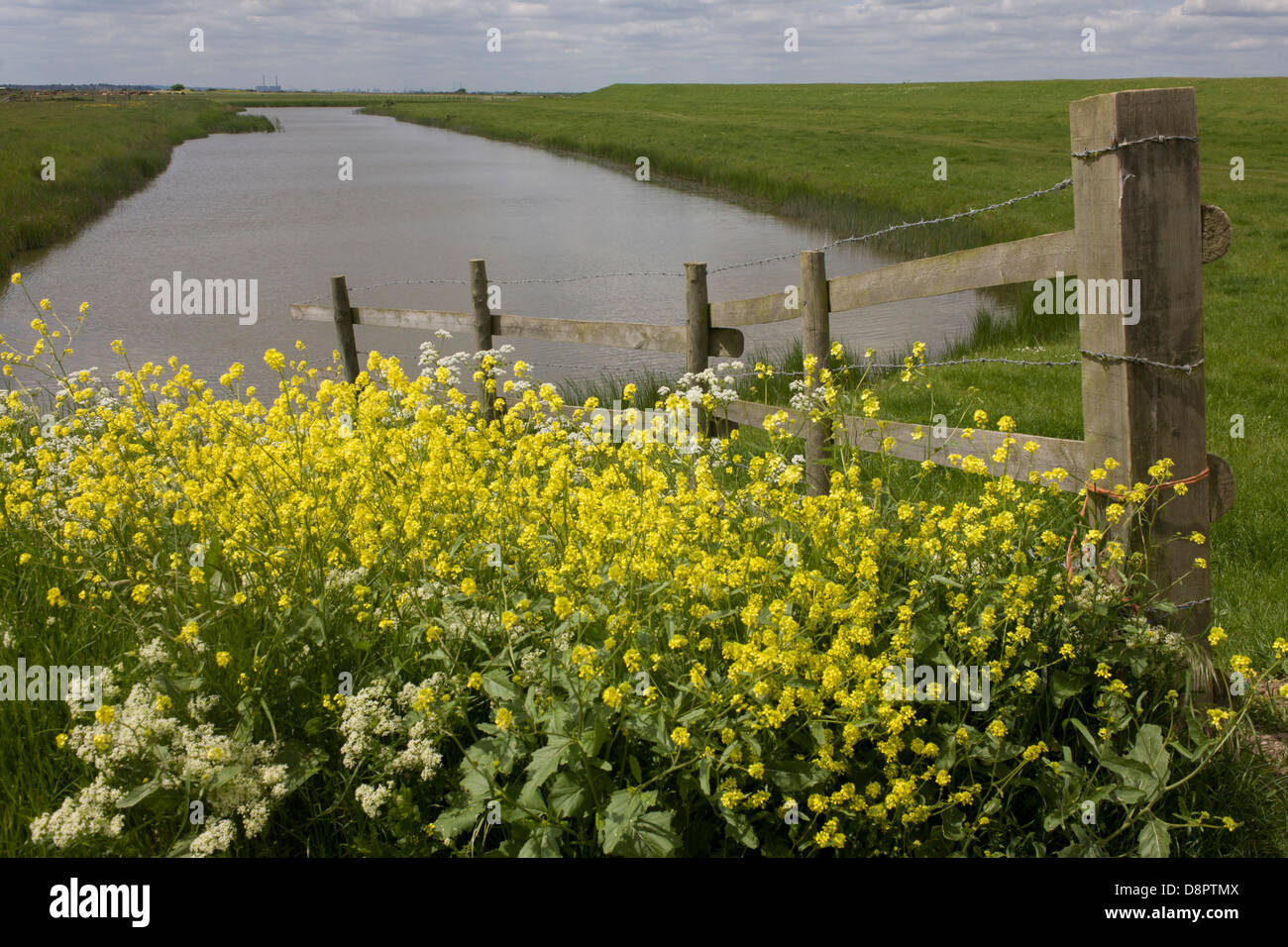 An idyllic landscape of artificial dyke waters on Halstow Marshes, near ...