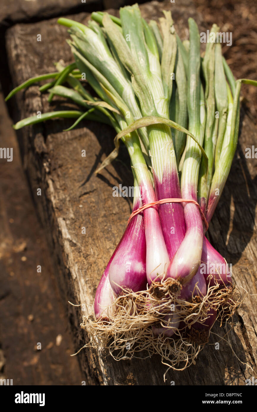 Bunch of spring onions hi-res stock photography and images - Alamy