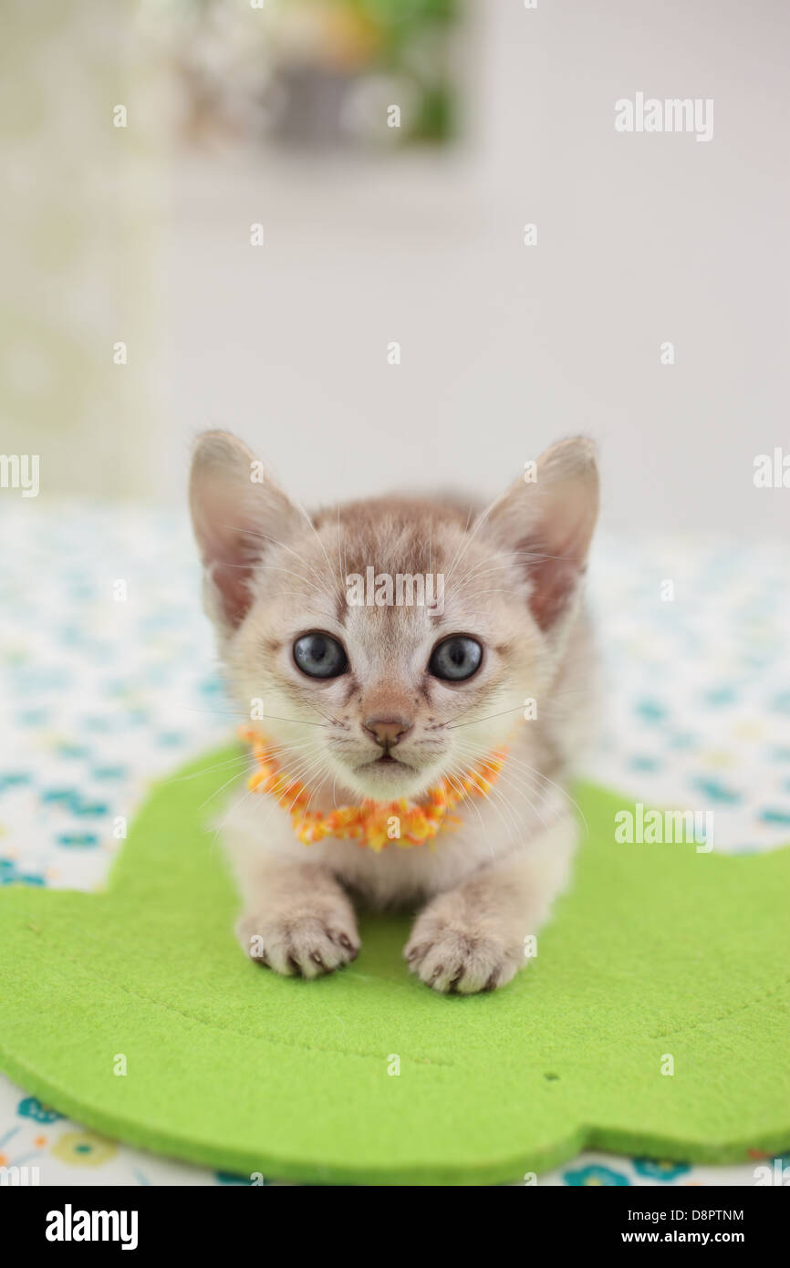 Singapura cat hi-res stock photography and images - Alamy