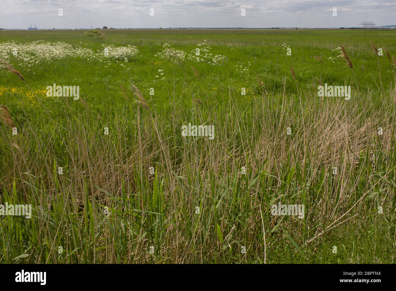 Halstow hi-res stock photography and images - Alamy