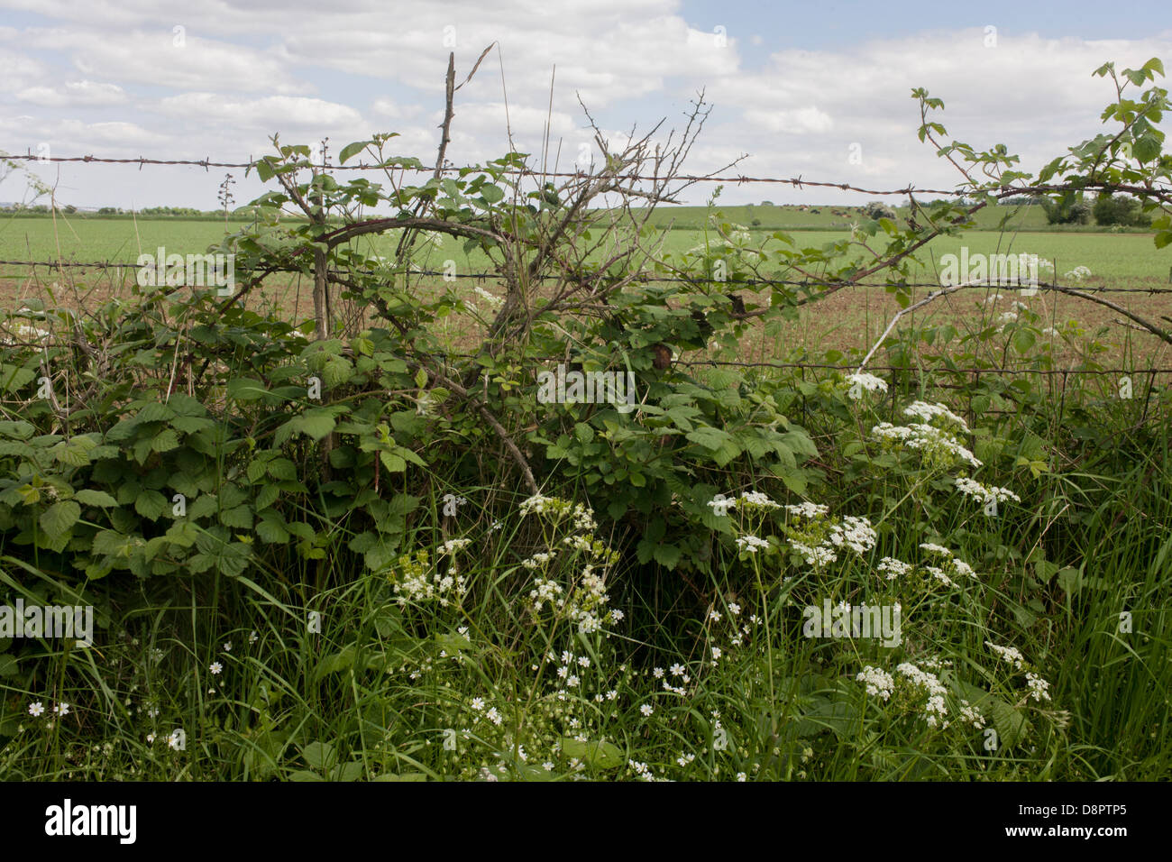 Undisturbed rural hedgerow with fields and wetlands beyond near Halstow ...