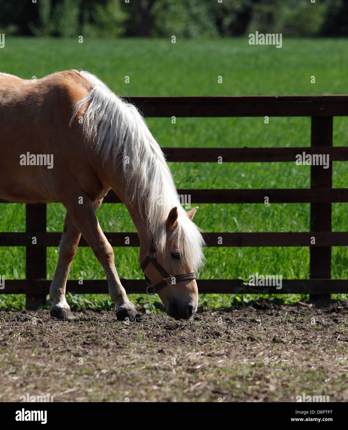 Horse in paddock Stock Photo - Alamy