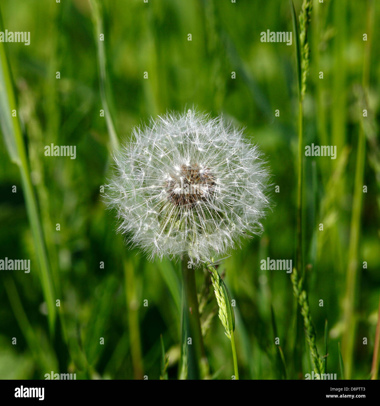 Dandelion seed head Stock Photo - Alamy