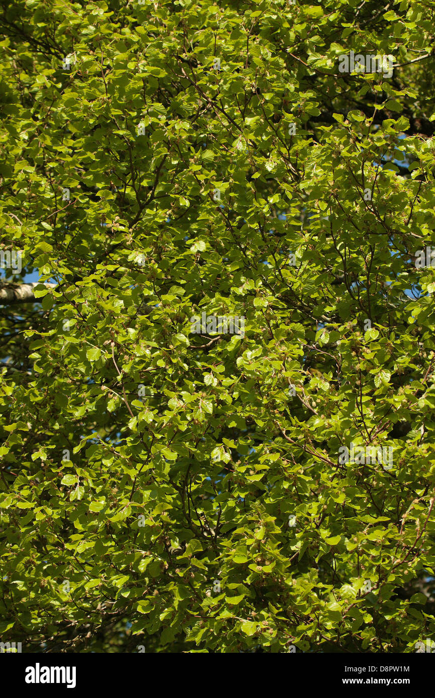 Beech Tree leaves in spring Stock Photo - Alamy