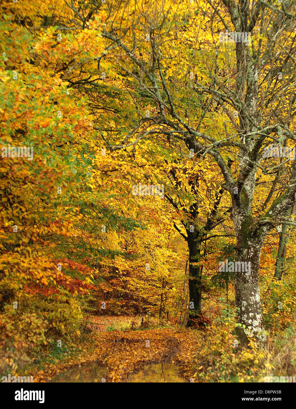 old trees in autumn forest Stock Photo - Alamy