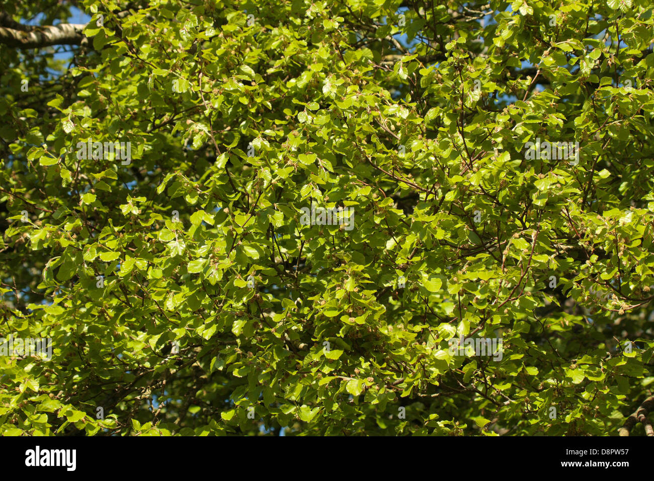 Beech Tree leaves in spring Stock Photo - Alamy
