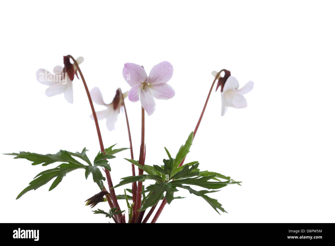 Pink flowers violet plant Cut Out Stock Images & Pictures - Alamy
