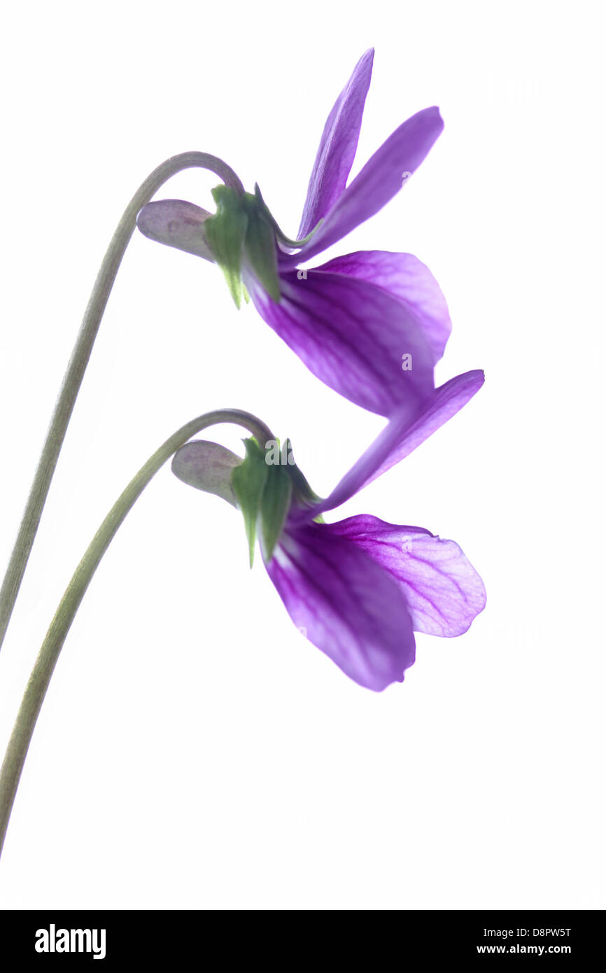 Violet flower hi-res stock photography and images - Alamy