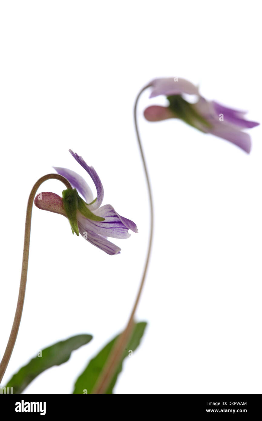 Pale violet white flowers hi-res stock photography and images - Alamy