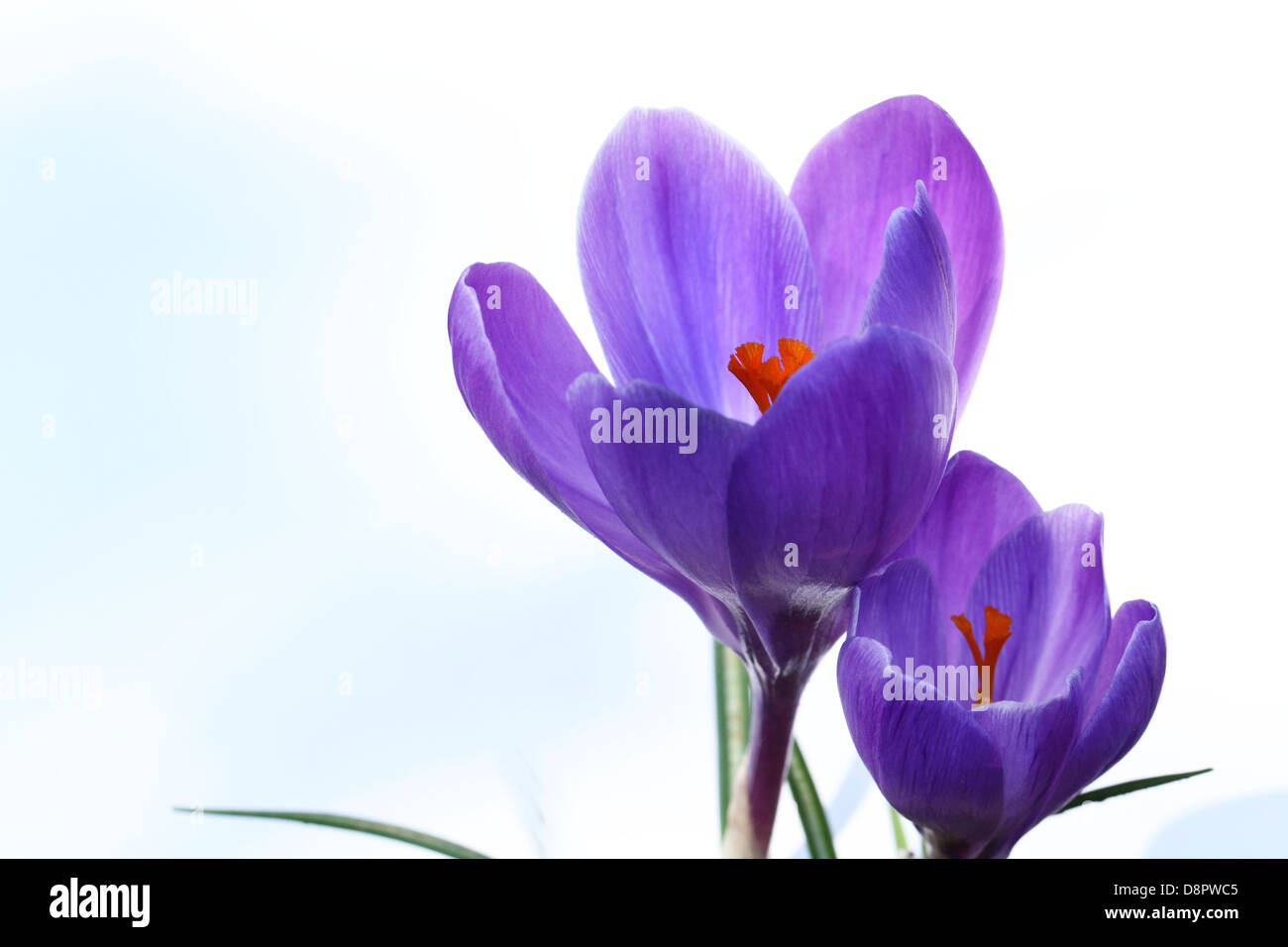 Japan spring flower crocus hi-res stock photography and images - Alamy