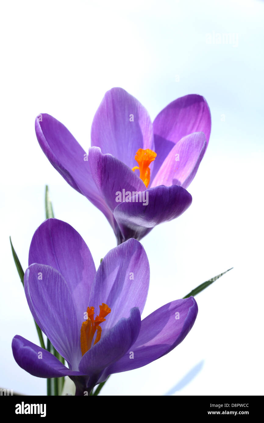 Japan spring flower crocus hi-res stock photography and images - Alamy