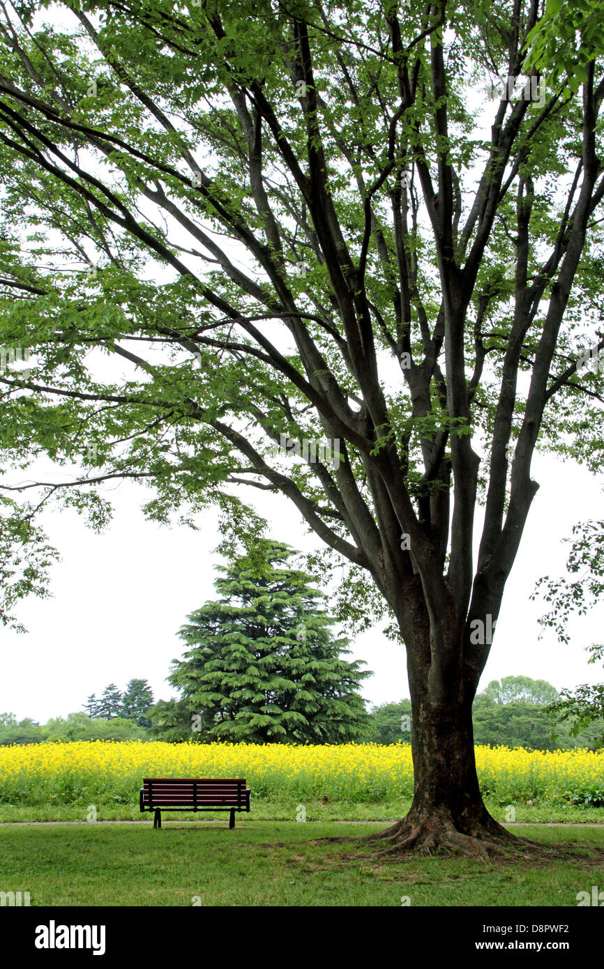 Mustard tree hi-res stock photography and images - Alamy