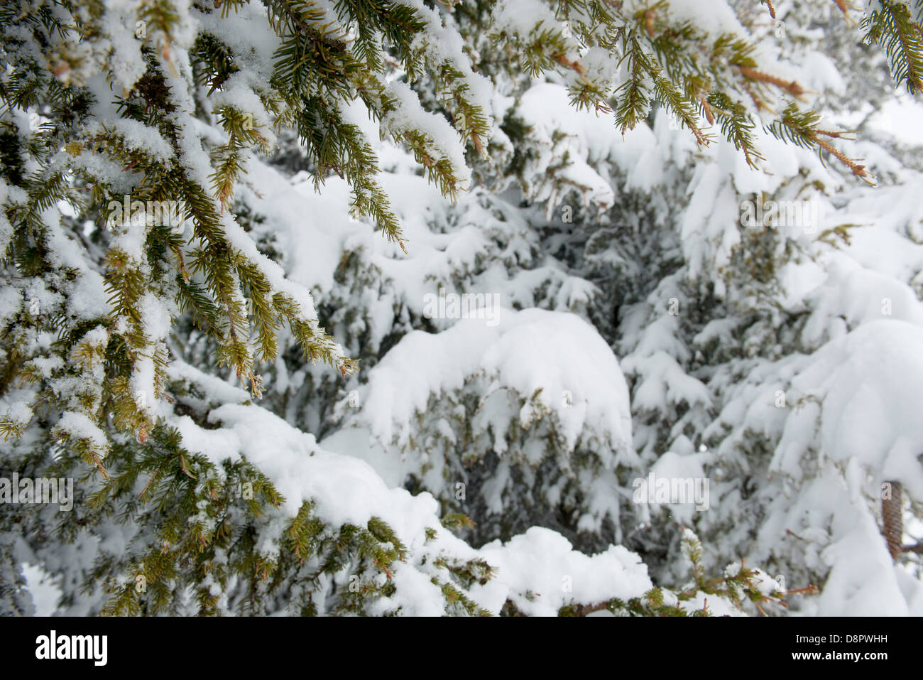 Snows on branches hi-res stock photography and images - Alamy