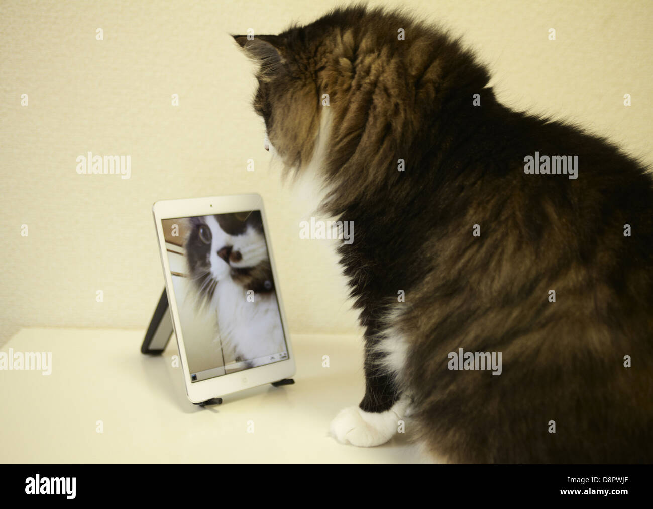 Cat on tablet hi-res stock photography and images - Alamy