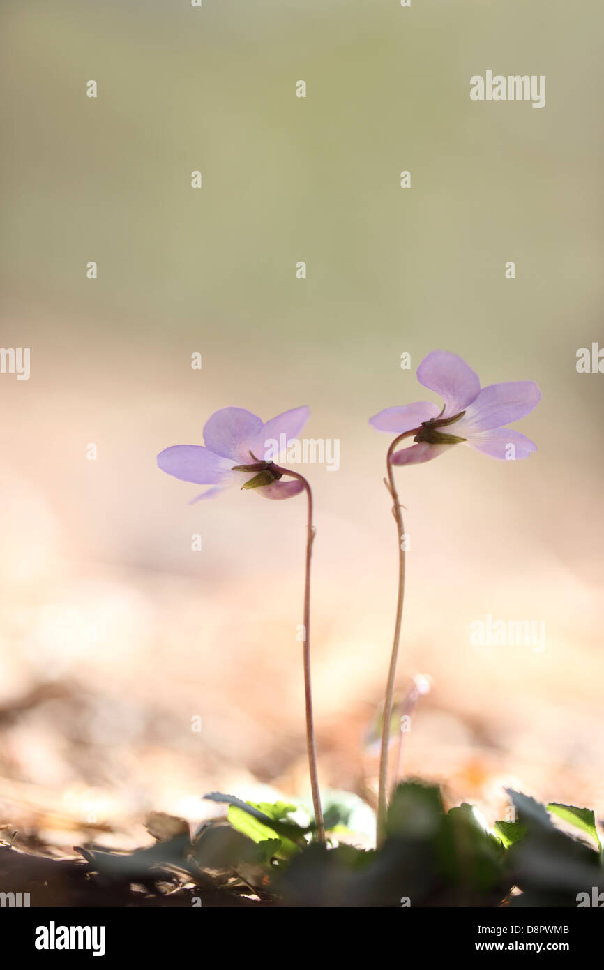 Very pale violet flowers hi-res stock photography and images - Alamy