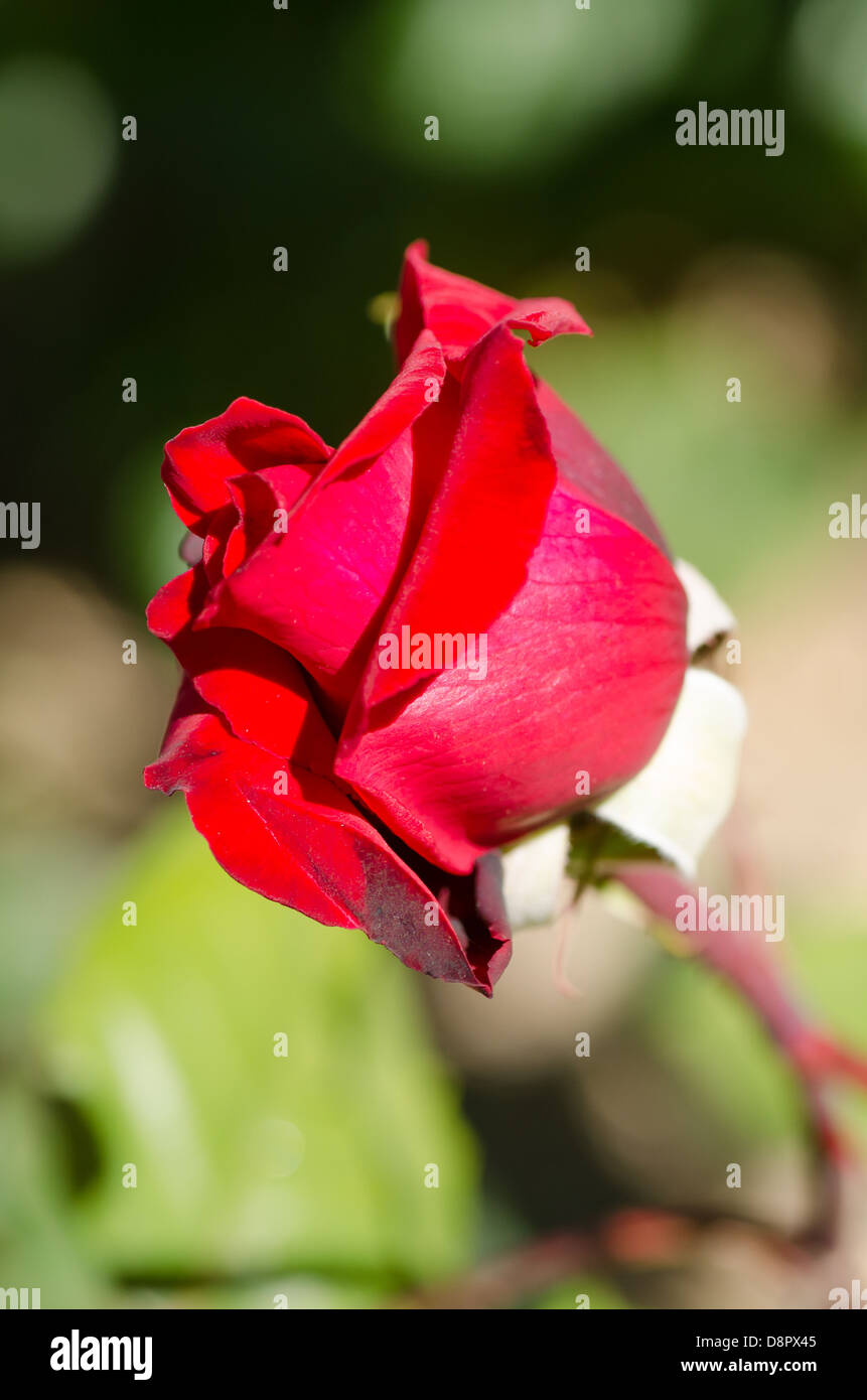 Half open rose bud against a garden background Stock Photo - Alamy