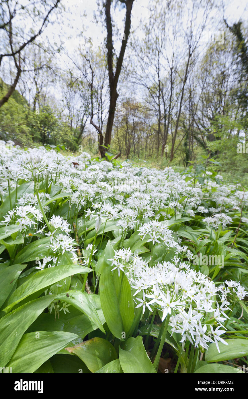 Wild Garlic Plant Edible