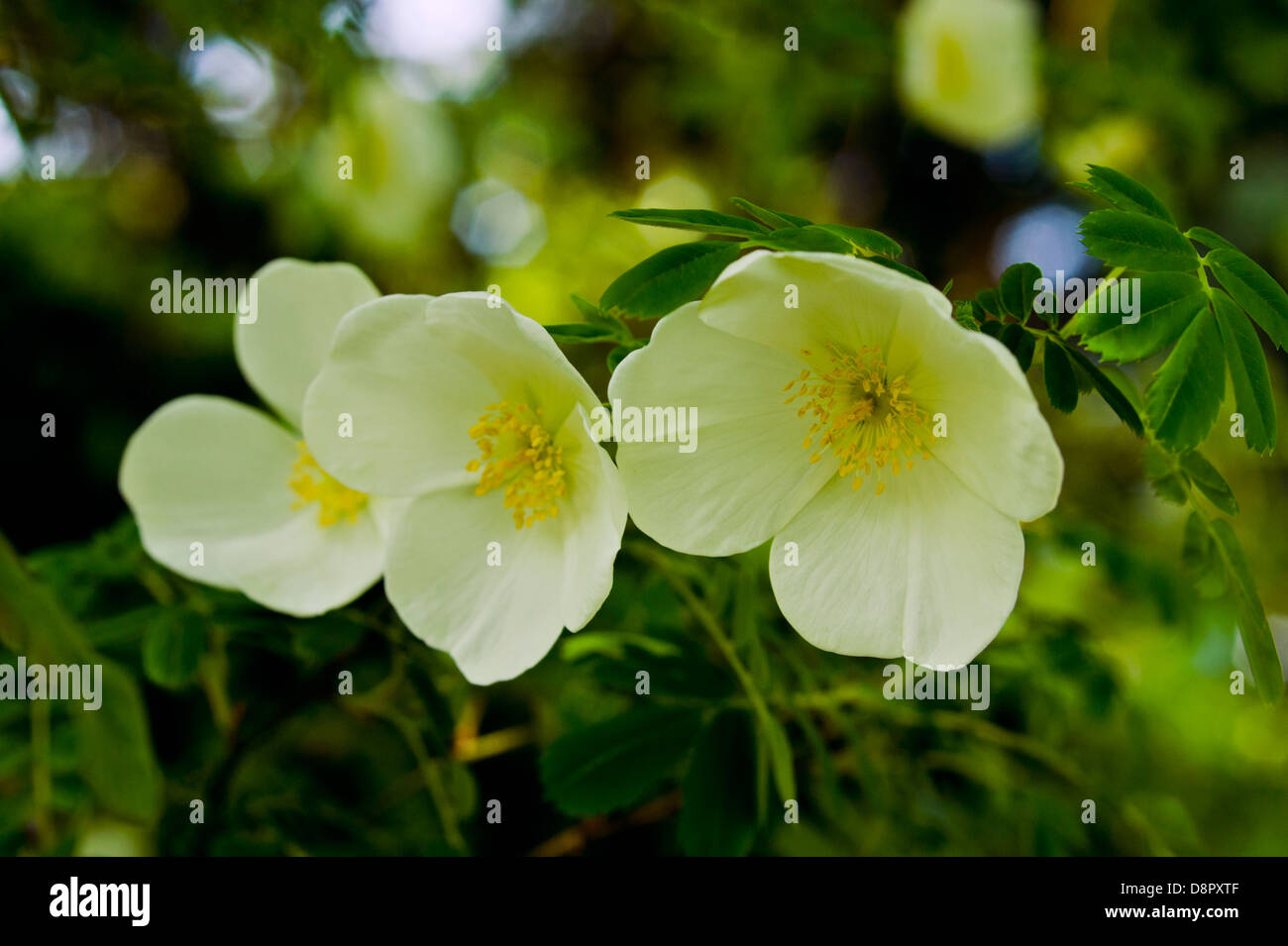 Three soft yellow roses Stock Photo - Alamy