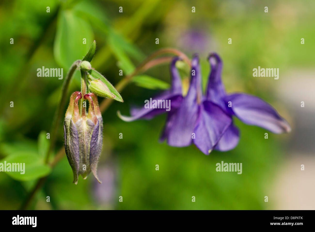 Aquilegia is derived from the latin word for eagle aquila hi-res stock ...