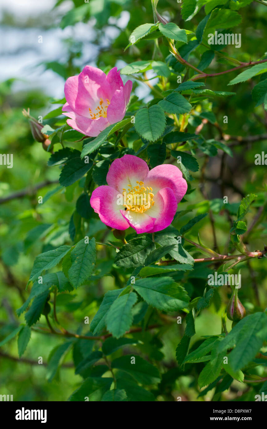 Pink Rose bush Stock Photo - Alamy