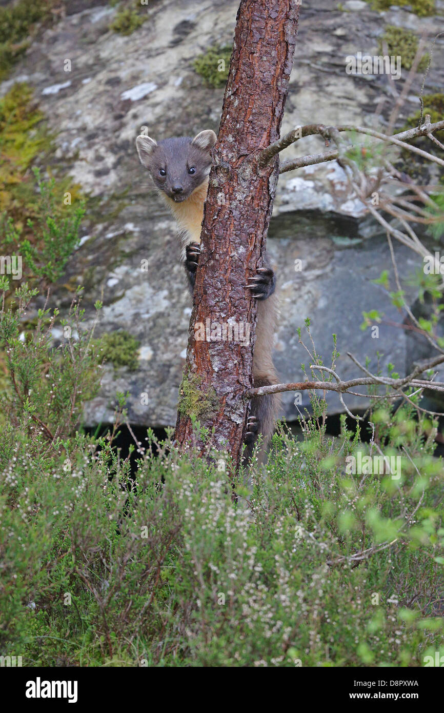 Standing pine marten hi-res stock photography and images - Alamy