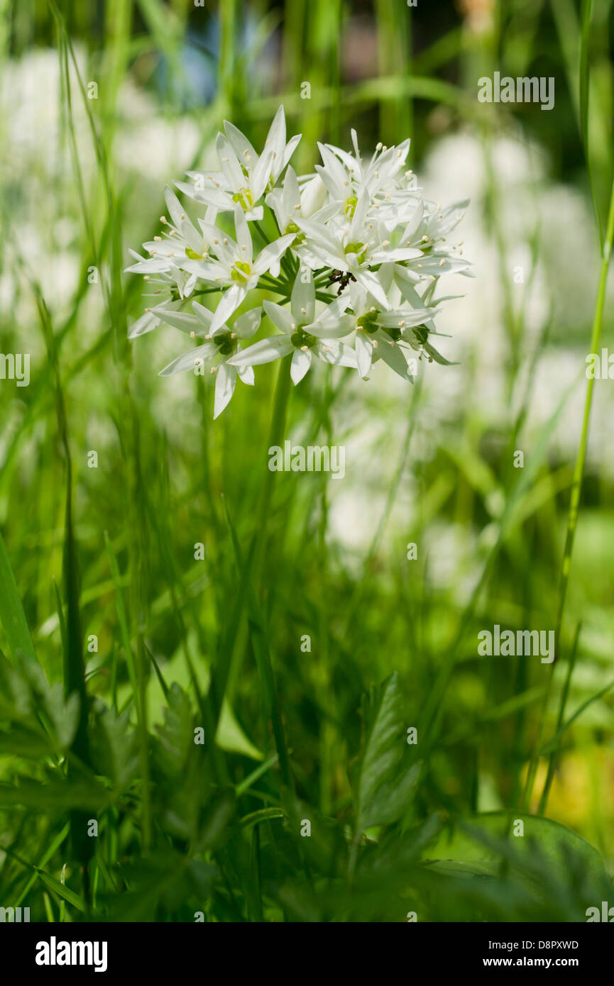 Wild Garlic Flowers in spring Stock Photo - Alamy