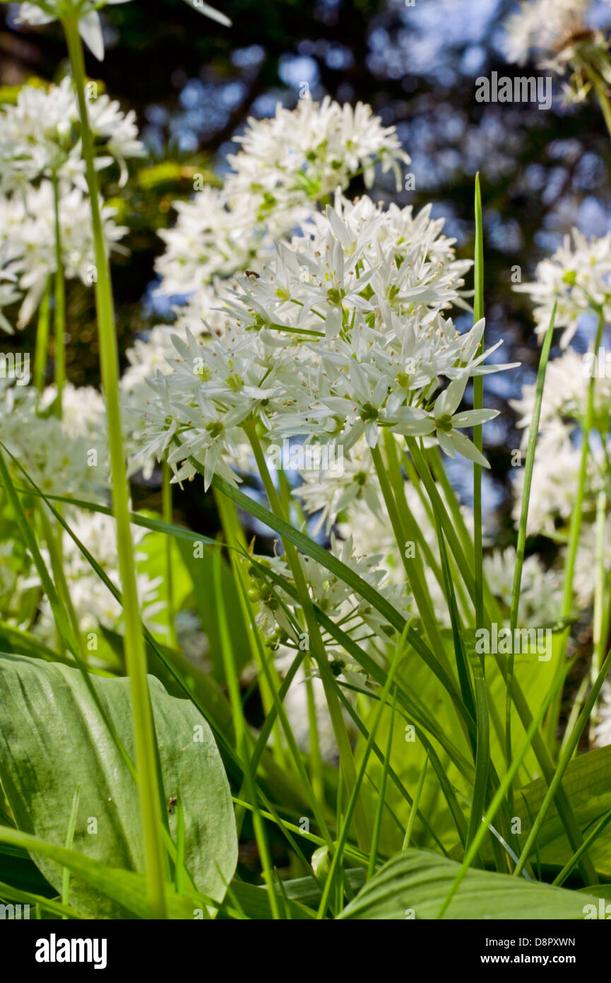 Wild Garlic Flowers in spring Stock Photo - Alamy
